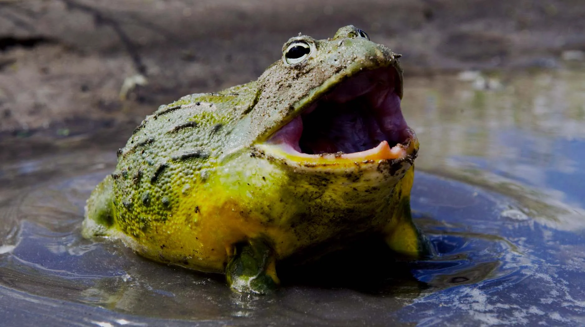 African Bullfrog Bite Are They Poisonous AMPHIPEDIA