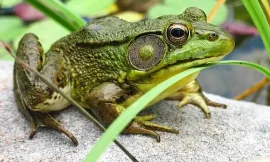 African Bullfrog Bite: Are They Poisonous? - AMPHIPEDIA