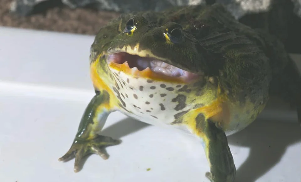 African Bullfrog Teeth Few Amazing Facts AMPHIPEDIA