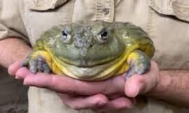 African Bullfrog Bite: Are They Poisonous? - AMPHIPEDIA