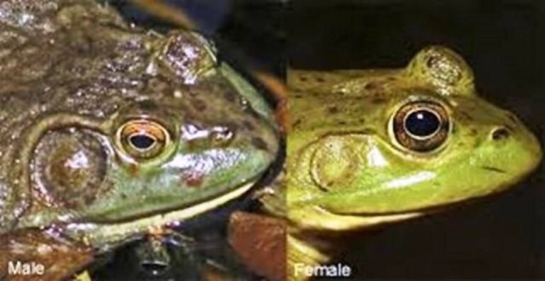 How to Separate Male And Female of A Bullfrog? - AMPHIPEDIA
