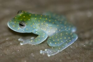 Facts About The Glass Frog - AMPHIPEDIA