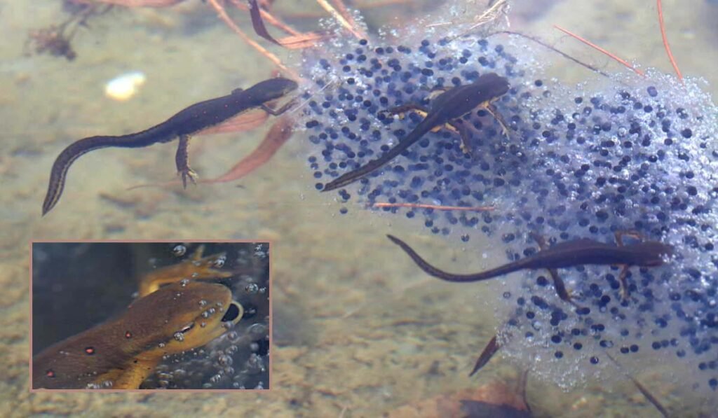 How Many Eggs Do Newts Lay? - AMPHIPEDIA