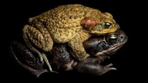 How to Get Rid of Cane Toad? - AMPHIPEDIA