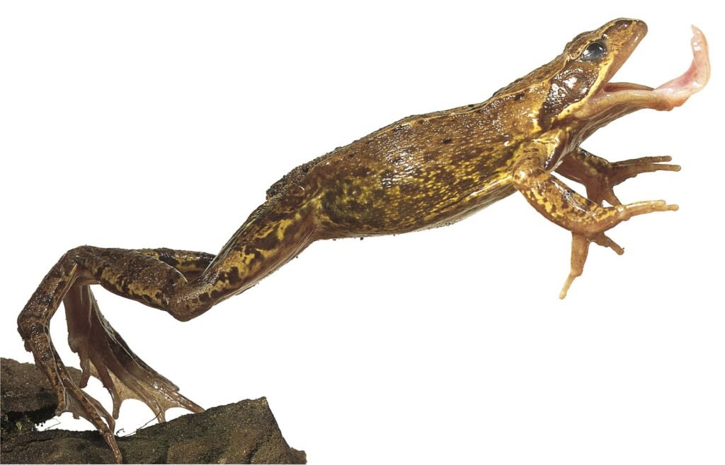 Who Eats Amphibians? - AMPHIPEDIA