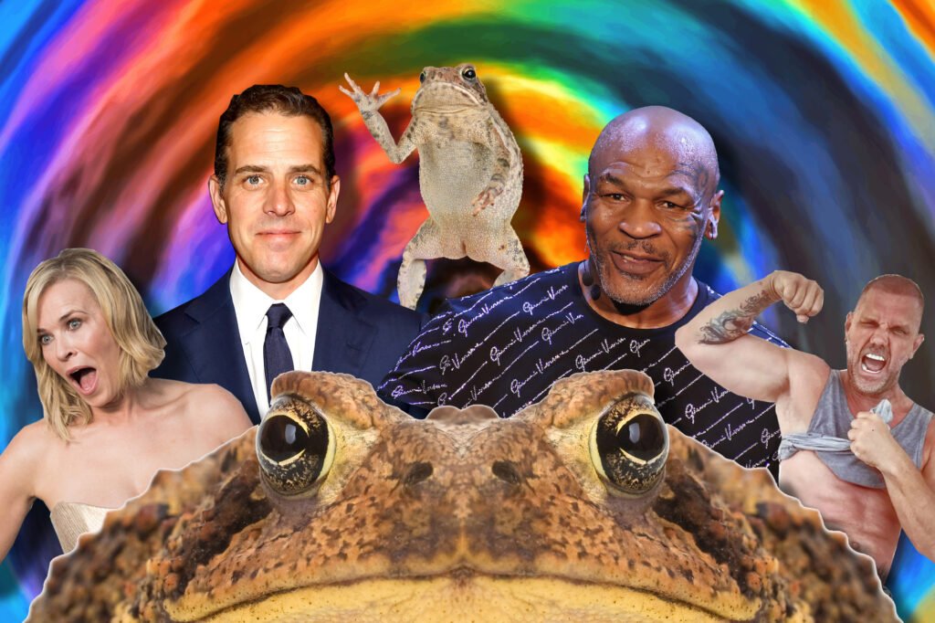 What is Toad Venom Good For? - AMPHIPEDIA