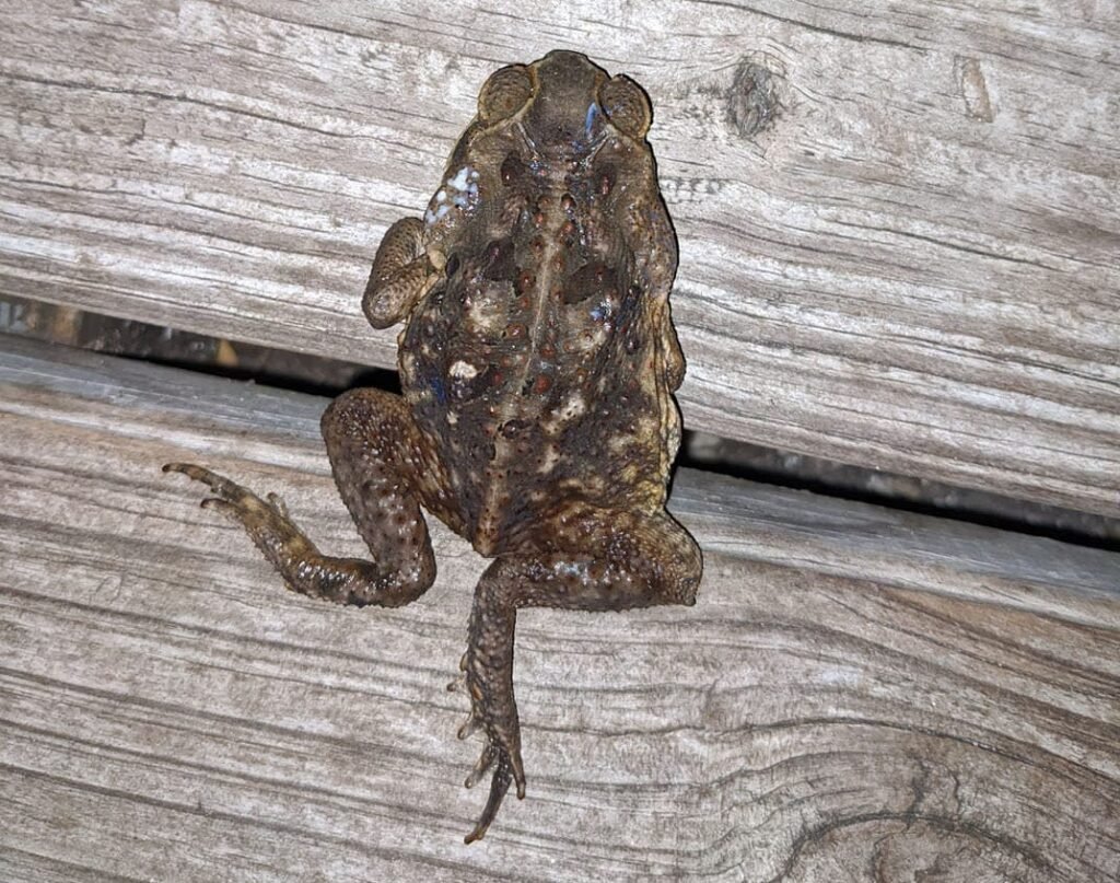 How Long Does Toad Poison Last? - AMPHIPEDIA