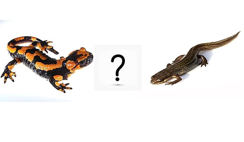 What Is The Difference Between A Salamander And A Newt AMPHIPEDIA What Is The Difference Between A Salamander And A Newt AMPHIPEDIA