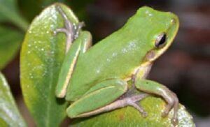Squirrel Tree Frog - AMPHIPEDIA