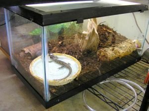 How to Make a Salamander Habitat? - AMPHIPEDIA