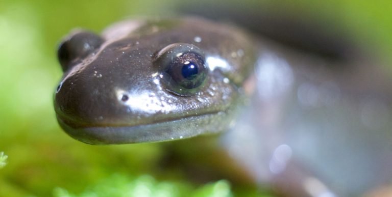 Why Salamander is an Amphibian? - AMPHIPEDIA