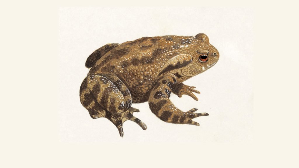 What is the Most Common Toad? - AMPHIPEDIA