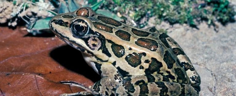 Pickerel Frog: A Complete Guide - AMPHIPEDIA