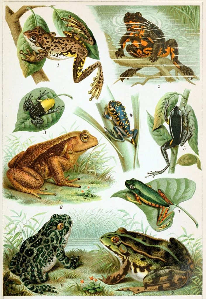 Frog Anatomy : Discover the Secrets of These Slimy Creatures. - AMPHIPEDIA