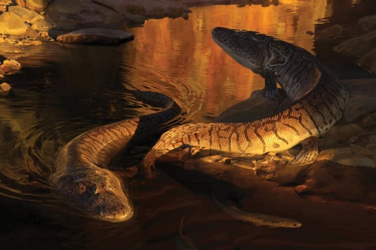 Frog Skeleton: Unveiling the Mysteries of Amphibian Bone Structure ...