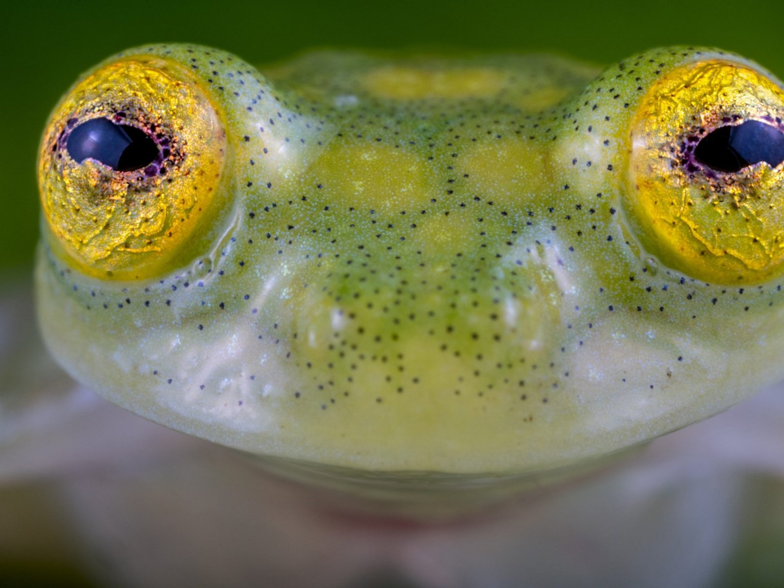 Black Rain Frog: Facts You Should Know - AMPHIPEDIA