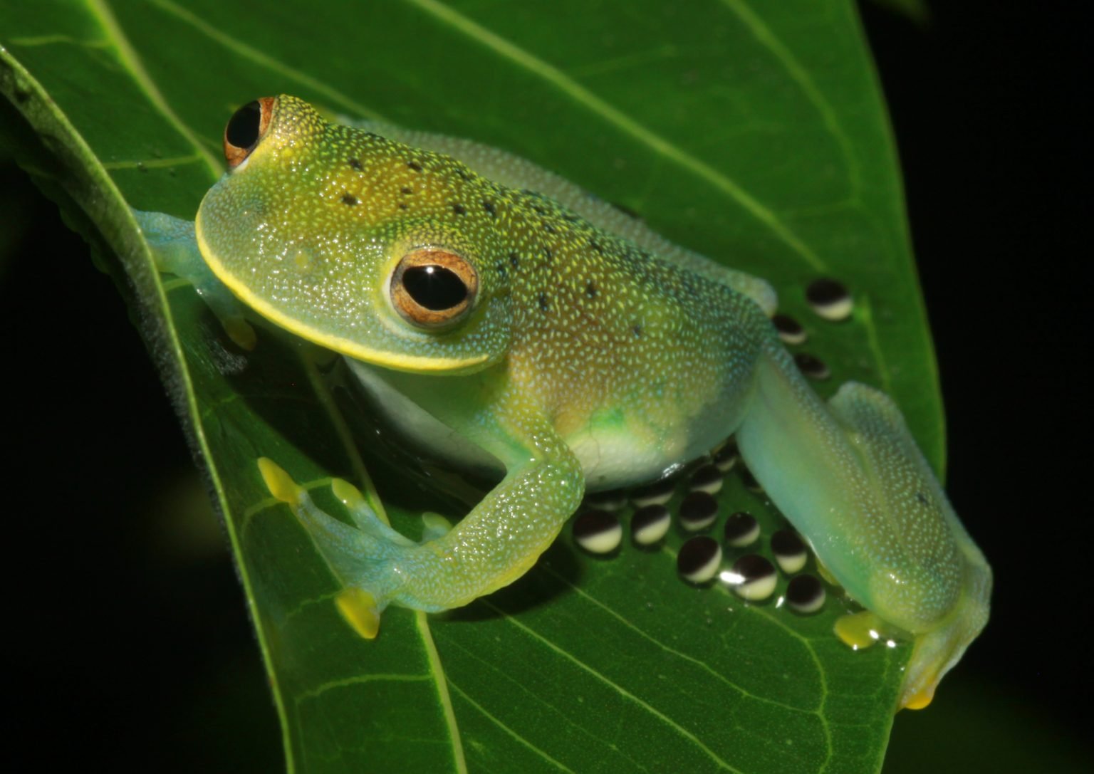 American Green Tree Frog - AMPHIPEDIA
