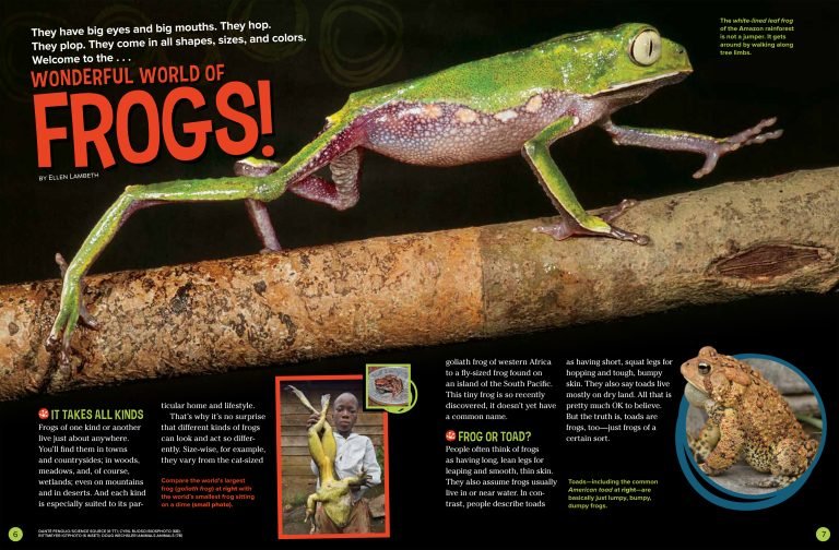 Goliath Frog: Discover the Fascinating World of the World's Largest ...