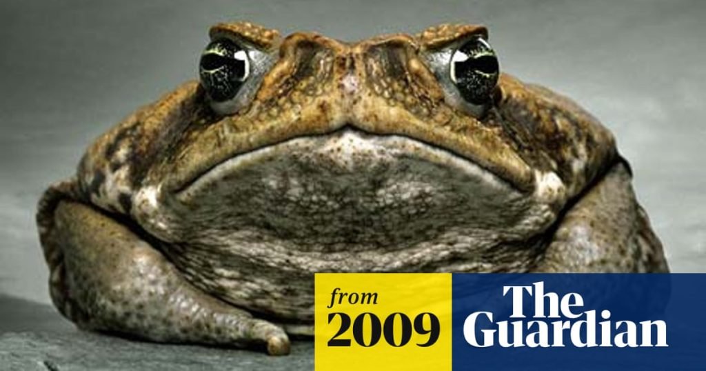 Unveiling The Origins Where Was The Cane Toad Introduced Amphipedia