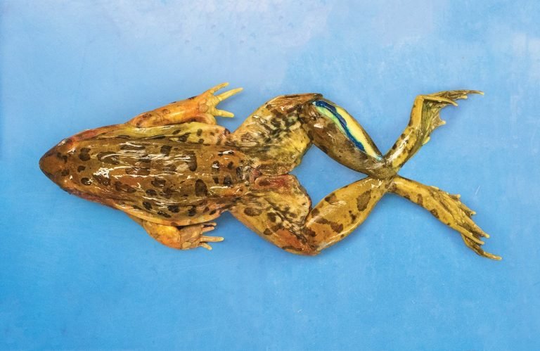 How to Preserve a Frog for Dissection? - AMPHIPEDIA