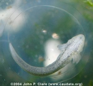 How Long Does It Take for Axolotl Eggs to Hatch - AMPHIPEDIA