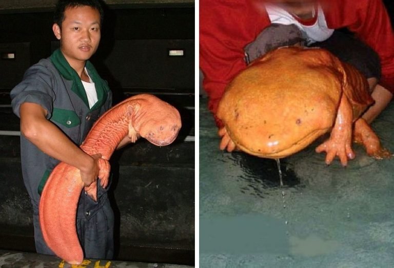 Albino Giant Salamander - AMPHIPEDIA