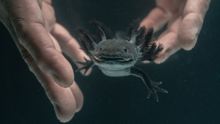 Axolotl Extinct - AMPHIPEDIA