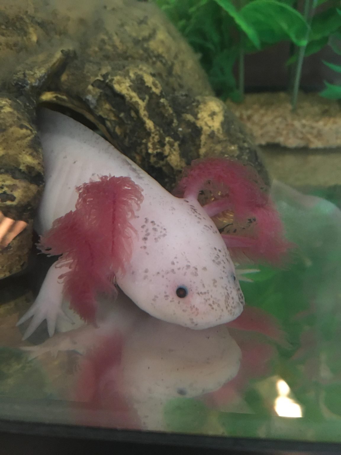 Axolotl Gills - AMPHIPEDIA