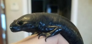 Axolotl Transformation - AMPHIPEDIA