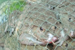 Chinese Edible Frog Care - AMPHIPEDIA
