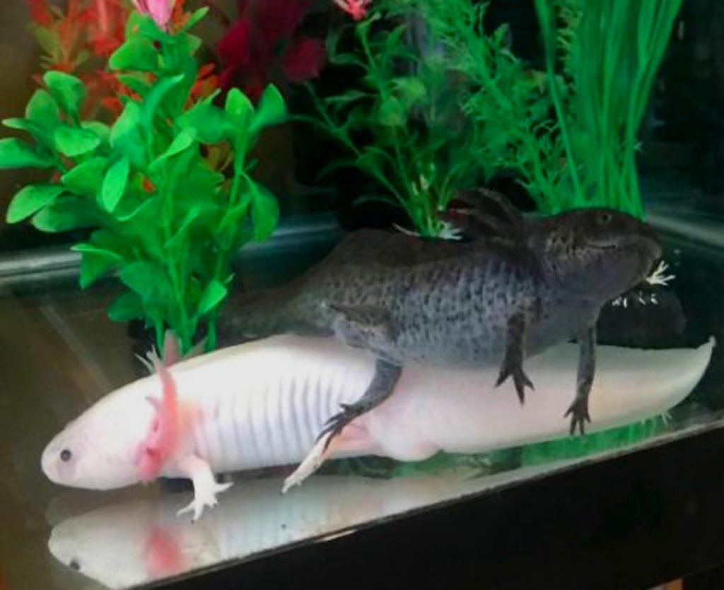 Axolotl - AMPHIPEDIA