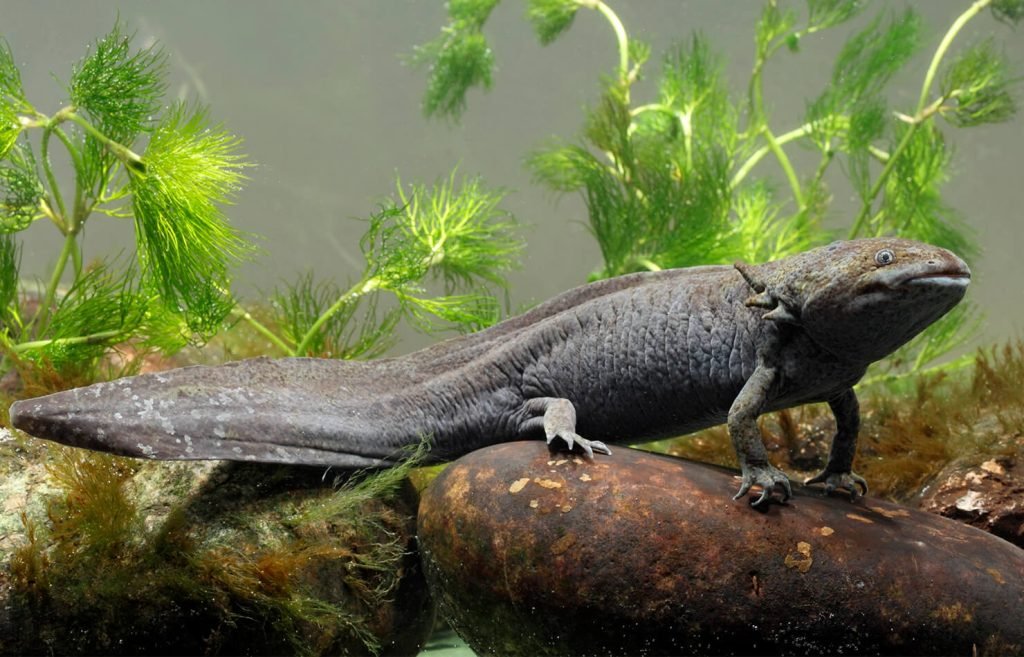 How Big Does Axolotl Get - AMPHIPEDIA