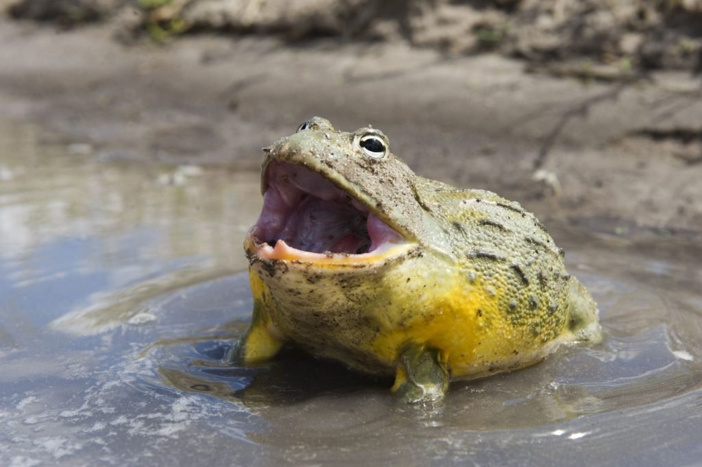 Pet Bullfrog - AMPHIPEDIA