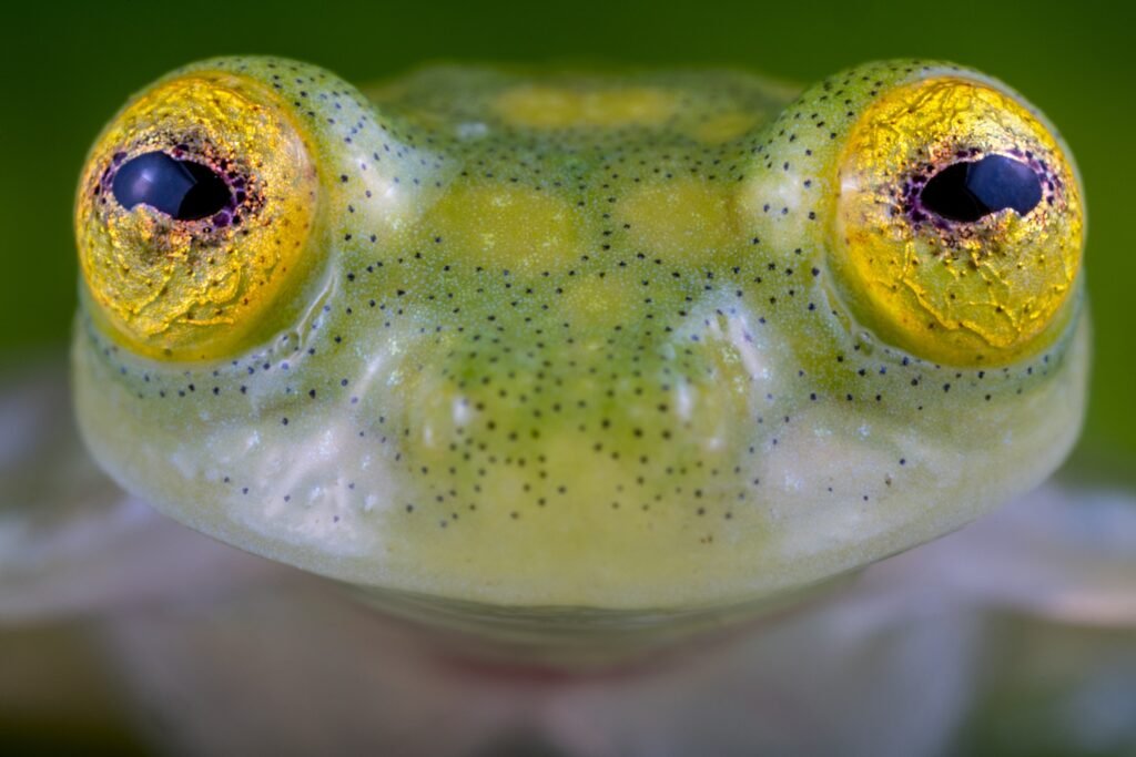 Glass Frog : Discover the Transparent Wonder - AMPHIPEDIA