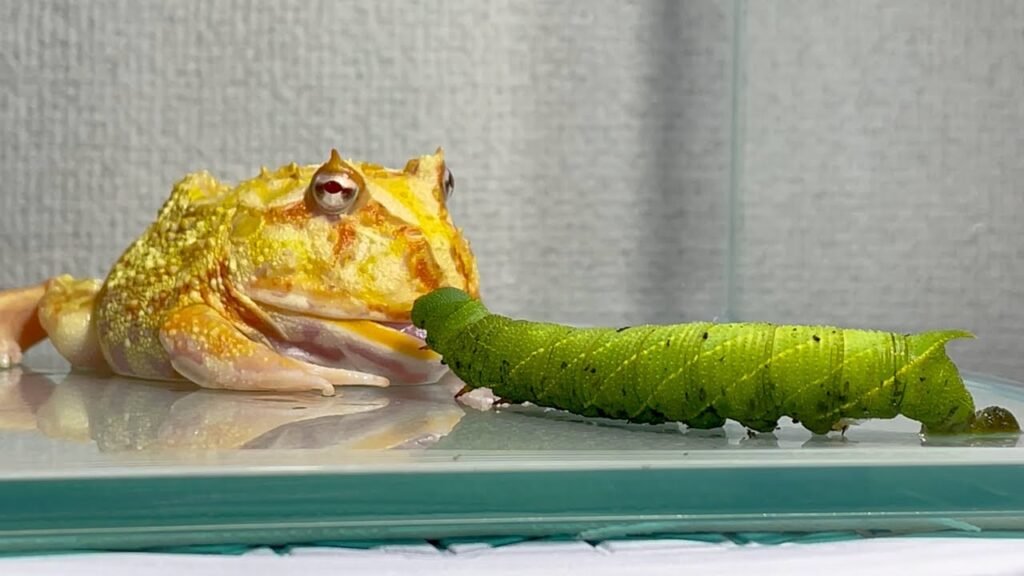 can frog eat caterpillars? - AMPHIPEDIA