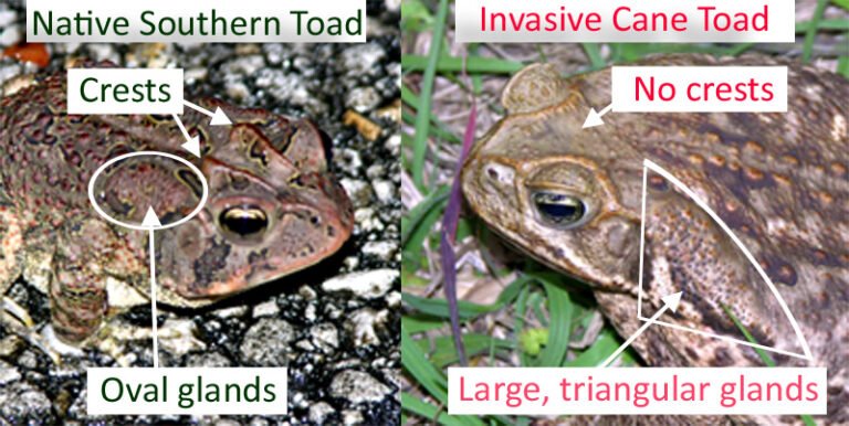 Southern Toad Size: Unveiling the Fascinating Facts! - AMPHIPEDIA
